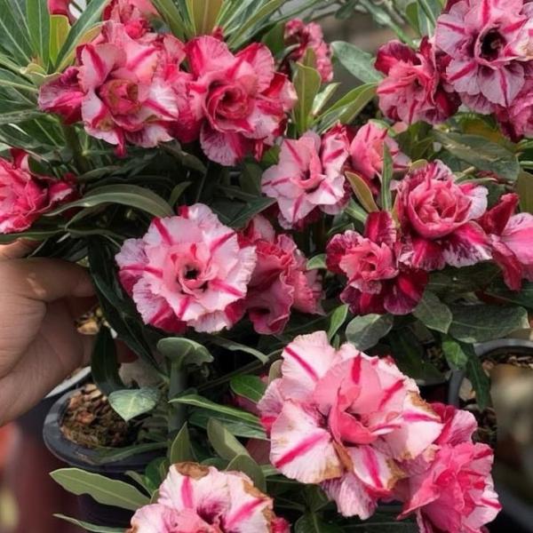 【発売日：2022年07月06日】[アデニウム オベスム]アデニウム(adenium)の仲間は、南アフリカ、南西アフリカ、ソコトラ島、アラビア半島原産です。美しい花が咲くものが多いため、特に原産地周辺では、大変人気があり、交配育種が進んでい...