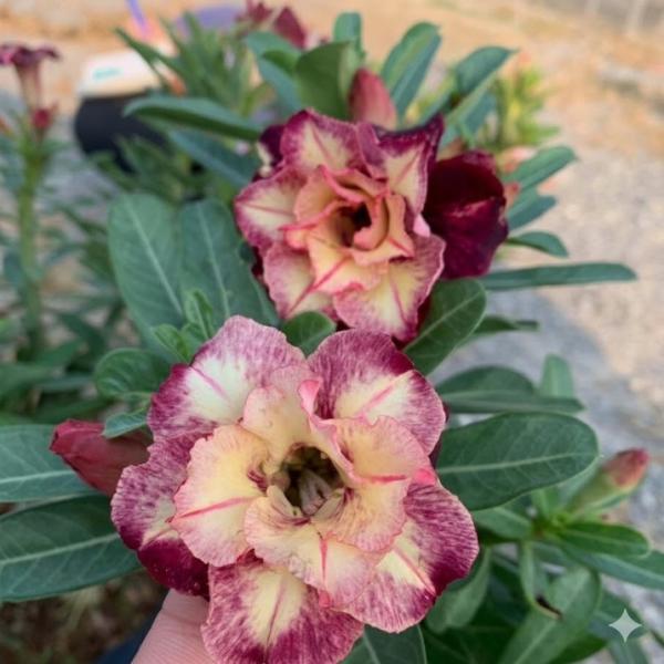 【発売日：2022年07月06日】[アデニウム オベスム]アデニウム(adenium)の仲間は、南アフリカ、南西アフリカ、ソコトラ島、アラビア半島原産です。美しい花が咲くものが多いため、特に原産地周辺では、大変人気があり、交配育種が進んでい...