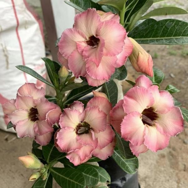 【発売日：2022年07月06日】[アデニウム オベスム]アデニウム(adenium)の仲間は、南アフリカ、南西アフリカ、ソコトラ島、アラビア半島原産です。美しい花が咲くものが多いため、特に原産地周辺では、大変人気があり、交配育種が進んでい...