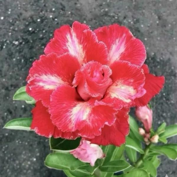 【発売日：2022年07月06日】[アデニウム オベスム]アデニウム(adenium)の仲間は、南アフリカ、南西アフリカ、ソコトラ島、アラビア半島原産です。美しい花が咲くものが多いため、特に原産地周辺では、大変人気があり、交配育種が進んでい...