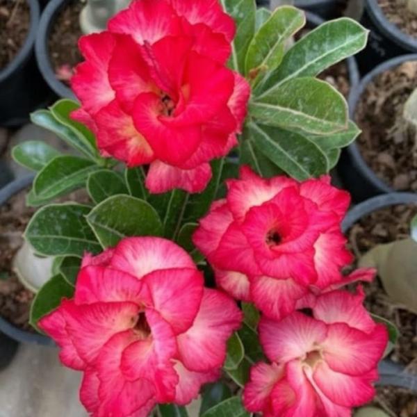 【発売日：2022年07月06日】[アデニウム オベスム]アデニウム(adenium)の仲間は、南アフリカ、南西アフリカ、ソコトラ島、アラビア半島原産です。美しい花が咲くものが多いため、特に原産地周辺では、大変人気があり、交配育種が進んでい...