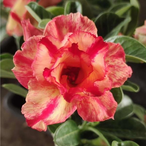 【発売日：2022年07月06日】[アデニウム オベスム]アデニウム(adenium)の仲間は、南アフリカ、南西アフリカ、ソコトラ島、アラビア半島原産です。美しい花が咲くものが多いため、特に原産地周辺では、大変人気があり、交配育種が進んでい...