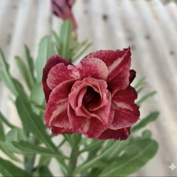 【発売日：2022年07月06日】[アデニウム オベスム]アデニウム(adenium)の仲間は、南アフリカ、南西アフリカ、ソコトラ島、アラビア半島原産です。美しい花が咲くものが多いため、特に原産地周辺では、大変人気があり、交配育種が進んでい...