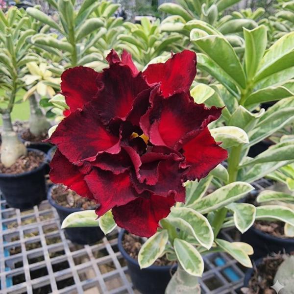 【発売日：2022年07月06日】[アデニウム オベスム]アデニウム(adenium)の仲間は、南アフリカ、南西アフリカ、ソコトラ島、アラビア半島原産です。美しい花が咲くものが多いため、特に原産地周辺では、大変人気があり、交配育種が進んでい...