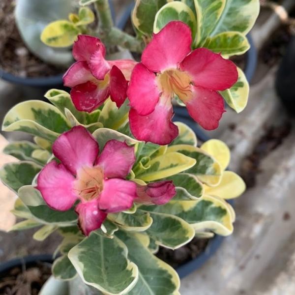 【発売日：2022年07月06日】[アデニウム オベスム]アデニウム(adenium)の仲間は、南アフリカ、南西アフリカ、ソコトラ島、アラビア半島原産です。美しい花が咲くものが多いため、特に原産地周辺では、大変人気があり、交配育種が進んでい...