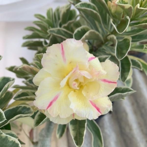 【発売日：2022年07月06日】[アデニウム オベスム]アデニウム(adenium)の仲間は、南アフリカ、南西アフリカ、ソコトラ島、アラビア半島原産です。美しい花が咲くものが多いため、特に原産地周辺では、大変人気があり、交配育種が進んでい...