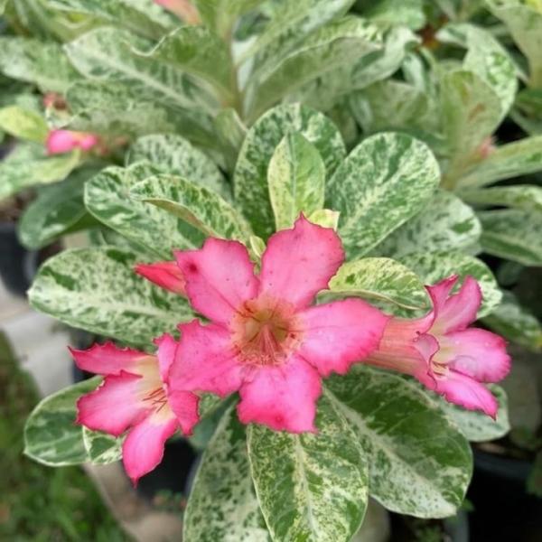 【発売日：2022年07月06日】[アデニウム オベスム]アデニウム(adenium)の仲間は、南アフリカ、南西アフリカ、ソコトラ島、アラビア半島原産です。美しい花が咲くものが多いため、特に原産地周辺では、大変人気があり、交配育種が進んでい...