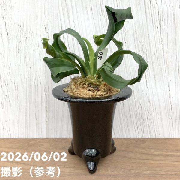 [鶴麒麟（つるきりん）]「鶴麒麟（つるきりん）」は、鶴の舞系統を思わせる優雅な葉姿に、麒麟獅子系の強い巻きとしかみを備えた魅力的な品種です。肉厚な葉が力強く巻き上がり、葉先には独特の獅子芸が現れています。さらに筒状に巻き込む葉や荒々しい葉変...