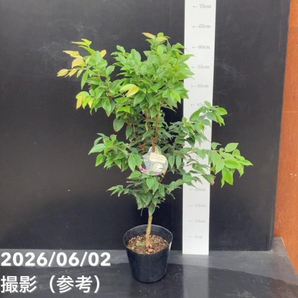 [ジャボチカバの特徴]ジャボチカバは、幹や枝に直接実をつける珍しい熱帯果樹で、黒紫色のブドウのような果実が特徴です。果実は甘酸っぱく、生食やジャムにも利用されます。観賞価値も高く、樹形も美しいため観葉植物としても楽しめます。[管理方法]日当...