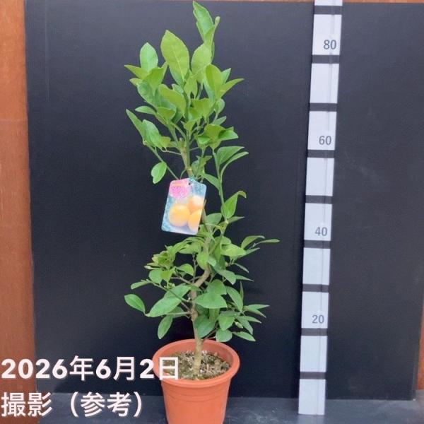 [マイヤーレモン]レモンとマンダリン系柑橘の自然交雑種とされる品種です。トゲが少なく、一般的なレモンより耐寒性が高いため、初心者にも育てやすく、庭植えのほか鉢植えでも楽しめます。花には爽やかな芳香があり、庭木としての観賞価値もあります。果実...
