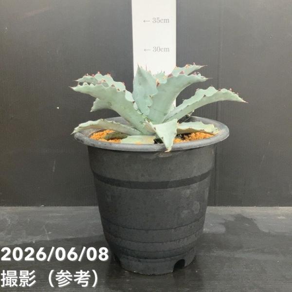 [アガベ シエラアズール]アガベ シエラアズールは、美しい青白色の葉と整ったロゼット状の樹形が魅力の人気アガベです。厚みのある葉には鋭い赤褐色のトゲが並び、力強さと上品さを兼ね備えた姿を楽しめます。ドライガーデンやロックガーデンの主役として...