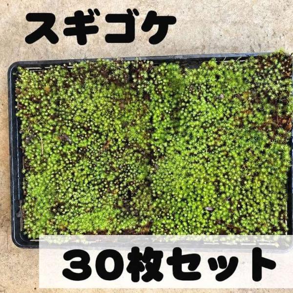 [スギゴケ]スギゴケは、一つ一つが小さな杉の木のような形をしており、庭園苔として使用される苔の中でもっともメジャーな苔です。苔の中では大がらな苔で、茎は伸びると高さ15センチぐらいにまでなります。葉は長さ7から11ミリ、乾くと茎に接して穂状...