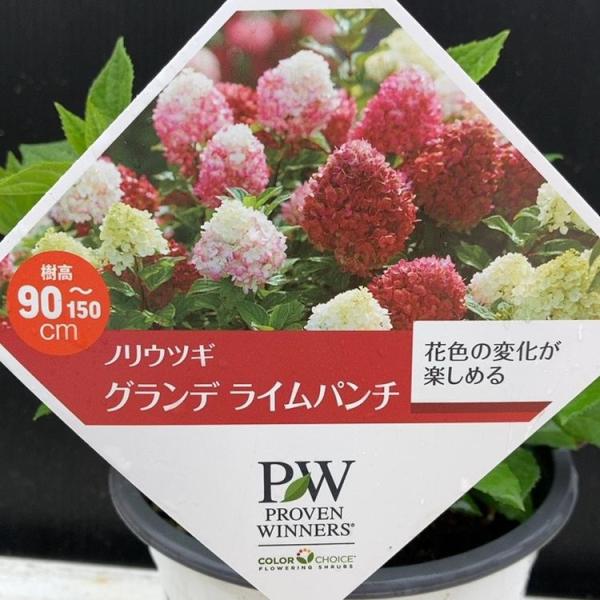 [ノリウツギ グランデ ライムパンチ]ノリウツギ グランデ ライムパンチは、初夏から秋にかけて大きな円錐形の花を咲かせるPWの人気品種です。咲き始めは爽やかなライムグリーンからクリーム色へ変化し、秋にはピンクから濃いレッドへと色づくため、長...