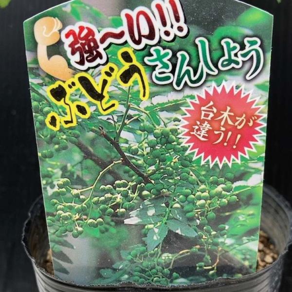 [ぶどう山椒]粒が大きく、1つのにたくさんの山椒が付いているのが特徴です！葉には極上の芳香があり、実にはさらにピリッとした辛味が加わります。日本人にはなじみの深い香辛料。 若芽、葉、花、実、樹皮などほとんどの部分が香辛料として使われます。収...