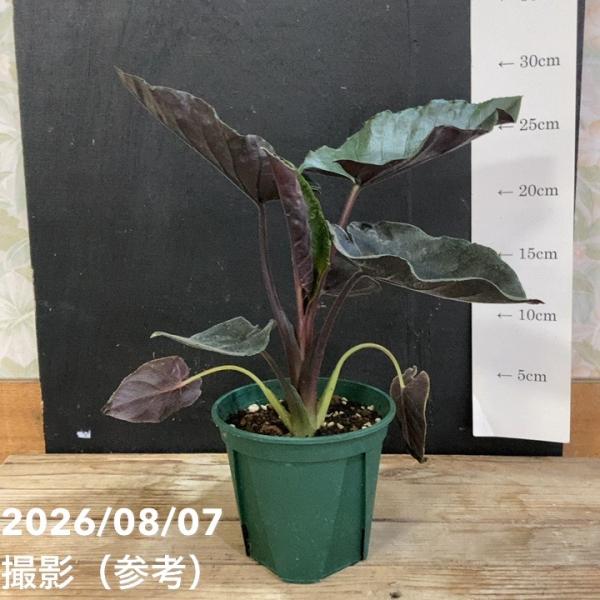 [アロカシア アントロベルベット]アロカシア アントロベルベットは、深みのあるダークグリーンから黒紫色の葉が印象的な観葉植物です。ベルベットを思わせる独特の質感と波打つような葉姿が美しく、シックで存在感のある雰囲気を楽しめます。新しい葉は明...
