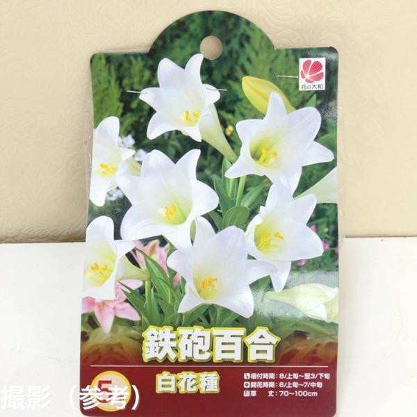 [鉄砲百合 白花種 5球入×2袋セット]純白のラッパ状の花を咲かせる、清楚で上品な百合。すっと伸びた茎に大きな白花を咲かせ、開花時には香りも楽しめます。比較的丈夫で育てやすく、庭植えや鉢植え、切り花にもおすすめです。日当たりと水はけのよい場...
