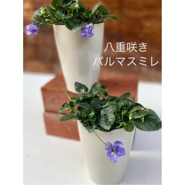 ふわっとやさしい香りがするパルマスミレうつむき気味な薄紫色の八重咲きのお花はなんとも控えめで上品な雰囲気があります。5月ごろまで楽しめます。暑さにやや弱く真夏は日陰で管理してください。冬は日光にあてると花付きがよくなります。おすすめです。学...