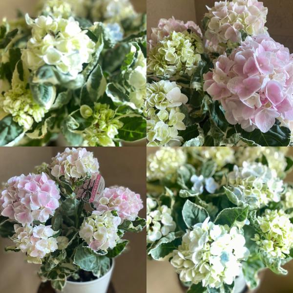葉が茶色くなっていたり終わった花をカットしているためお安くしています。ご自宅用におすすめです。アンコンキャラクターは珍しい斑入りの葉と優しい花色が魅力のアジサイです。斑入りの葉は葉焼けしやすいので直射日光にはお気をつけください。5号サイズは...