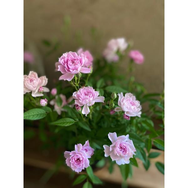 4月3日入荷多めに入荷したので4月17日までSALE価格になっております。商品には問題ございませんのでご安心ください。小輪多花性、四季咲きでたくさんの花を咲かせます。ふわっとフレグランスのような良い香りがしますよ♪日当たりが良く風通しの良い...