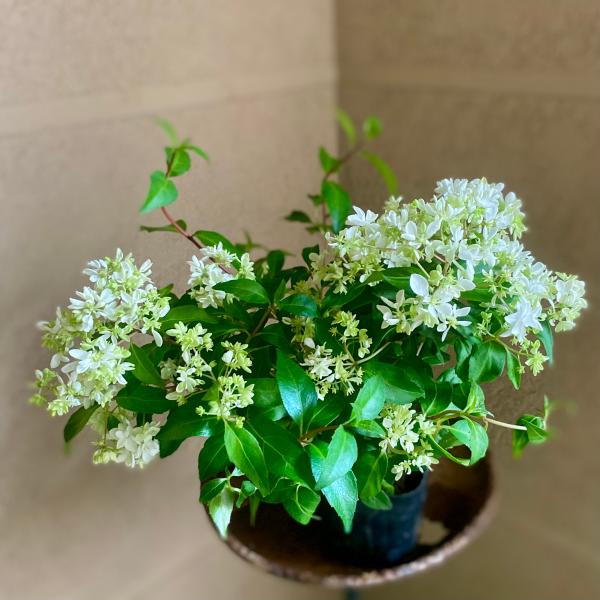 日本の山野に自生する、古くから愛されている花木です。鉢植えは、水切れにひじように弱いです。水遣りは土の表面が、乾きかける前にタップリと与えます。梅雨明けからは、日に２回朝晩の水遣りが、必要です。【学   名】Hydrangea【科属名】ユキ...
