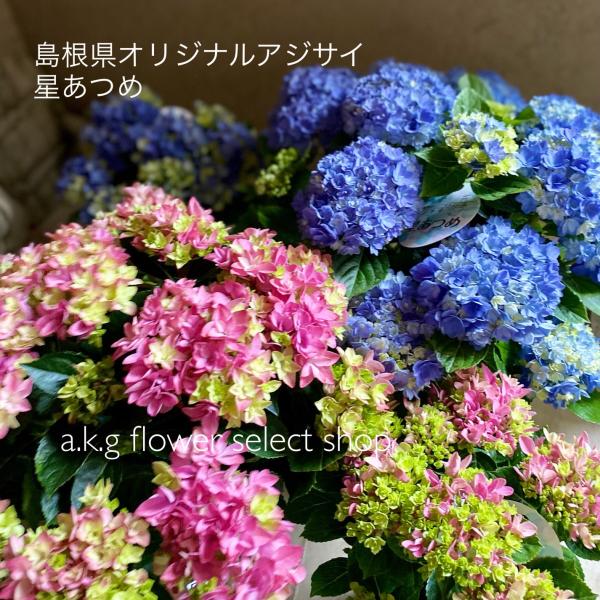 万華鏡や茜雲など人気のアジサイを作られる島根県アジサイ研究会の第5号アジサイになります。小さな星々のようなアジサイ小さな星が集まったかのようなこのアジサイは、一星一星毎日空の星を集めているかのように、一花一花丁寧に色づいていきます。すべての...