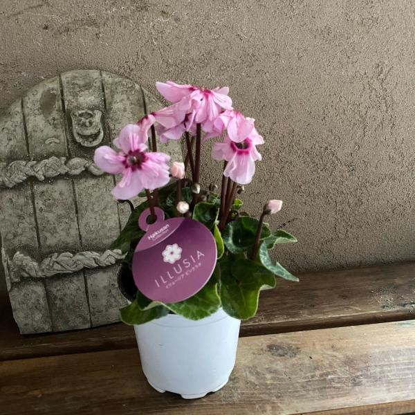 上向に花が咲く話題のシクラメン イリュージアです!【学   名】Cyclamen persicum mill【科属名】サクラソウ科シクラメン属【分   類】耐寒性球根植物【草   丈】15cm〜20cm【耐寒性】強　-5℃【耐暑性】強【日 ...
