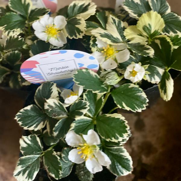 グリーンの葉に白い附が入った可愛い観賞用いちごです。寄せ植えに入れるとおしゃれになります♪学   名】Fragaria vesca【科属名】バラ科【分   類】耐寒性多年草【草   丈】10〜20cm【耐寒性】強【耐暑性】強【日   照】日...