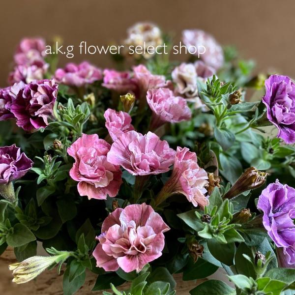 兵庫県加西市で育種生産されている花芳さんのペチュニア。花芳さんは品質にこだわり丁寧に愛情をもって花を栽培されています。ジュリエットモダンシリーズはポットプランツコンテスト大賞を受賞したアンティークな雰囲気のペチュニアです。加湿に弱いので土が...