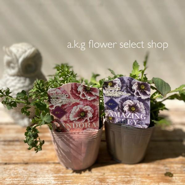 絵画のような美しいポピーまだ花の咲いていない植え込み用の苗になります。こちらの花色は不安定で思っているような色が咲かない場合もあると聞きます。そちらの点を了承いただきお楽しみいただけると有り難いです。1苗の金額になります。【学   名】Pa...