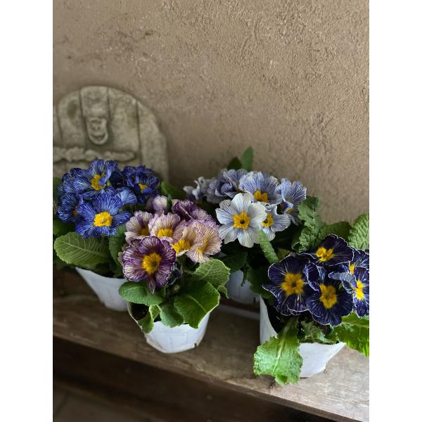 オシャレなアンティーク感あるストライプ柄！春まで次々と花をあげてくれます。寒さには強いですが花が痛みますので霜にあたらないようにしてください。こちらで状態の良いものから送らせていただきます。ご希望の色がございましたらご連絡ください。日当たり...