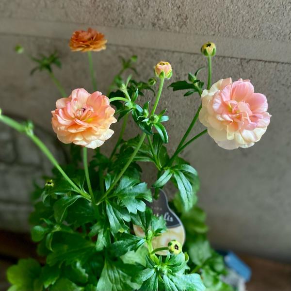 透き通るような花びらが艶々と輝くラックスシリーズラナンキュラス ラックスはは比較的耐寒性があり、露地でも多少の霜や雪で、葉が凍ってしまっても大丈夫です。 地植えが心配な方は、鉢植えで球根を増やしてから、地植えを試してみてください。　　　　　...