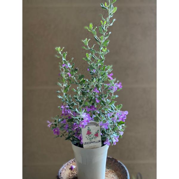 美しいシルバーリーフとピンクパープルの花のコントラストが素敵です。メキシコ原産の常緑低木です。暑さ寒さにも比較的強く、地植えの場合は植えっぱなしでも育ちます。地植えの場合、1.5〜2mほどになります。タイミングにより花は咲いていない場合があ...