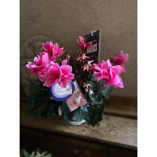 幾重にも重なった花弁が集まって、ボール状の花を咲かせます。大変珍しい万重咲きのシクラメン。花粉が出ないため、1輪の花を1ヶ月近く観賞できます11〜4月は日当たりの良い室内で管理してください。日光を好みます。1日最低2〜3時間はレースのカーテ...