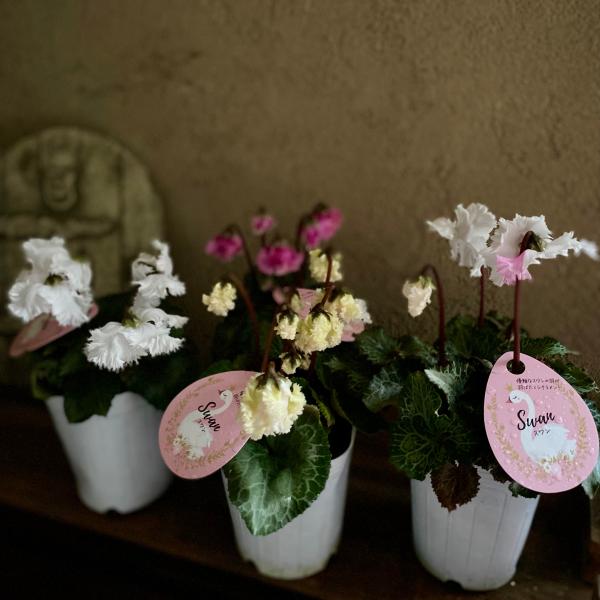 名前の通り白鳥の羽のような細かなフリンジに目を奪われるミニシクラメンです。テーブルや玄関、サニタリーなど飾りやすいサイズですよ！管理方法レースカーテン越しの窓辺か、光の入る玄関などにおいてください。5℃〜18℃が適温です。暖房の効きすぎた部...