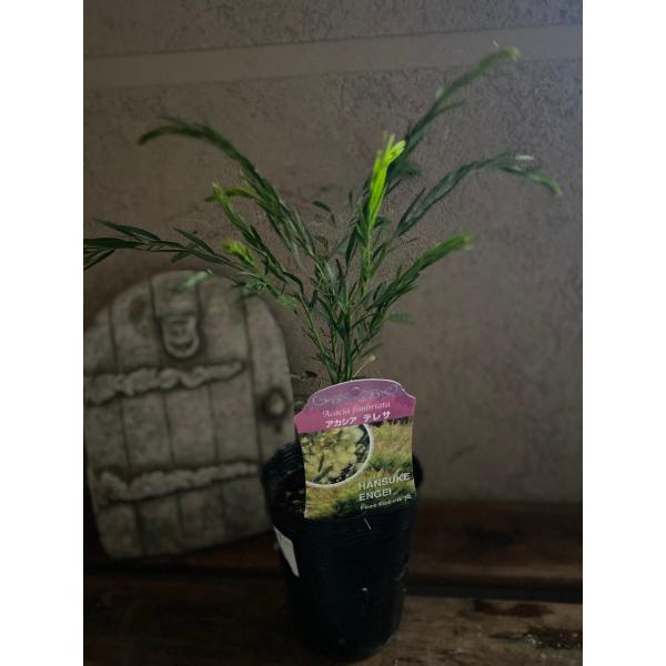 人気のアカシア　育てやすいコンパクトタイプ！矮性でブッシュ状に広がります。バルコニーなどで鉢植えでもアカシアを楽しめます。　学名：Acacia fimbriataタイプ：オーストラリア東部原産の半耐寒性常緑中木耐寒性：マイナス5度まで樹高：...