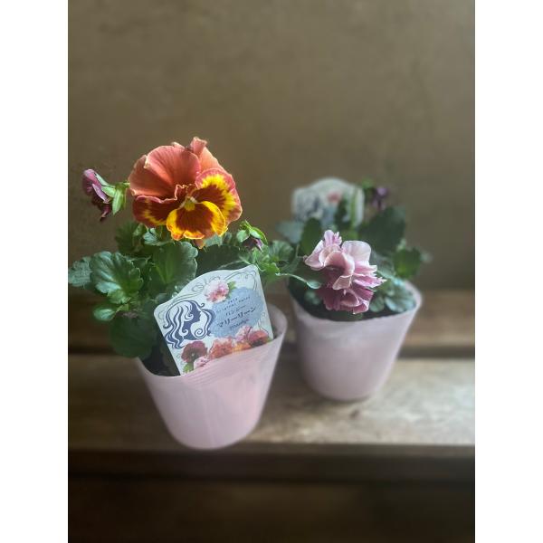 うえたさんのオリジナルパンジーです咲くほどに魅力を感じられるパンジーです♪花色は様々です。選別はお任せください。【学   名】Viola×wittrockiana【科属名】スミレ科スミレ属【分   類】耐寒性一年草【草   丈】20〜30c...
