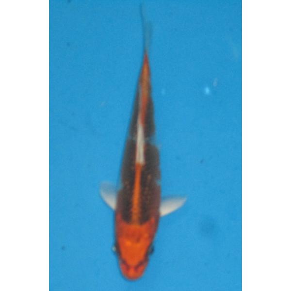 発送は受注後１週間以内でお願いいたします他のカテゴリーの錦鯉とは同梱できません。    送料（1箱）●自動計算は１尾お買い上げの時だけの金額です。●2尾以上お買い上げの送料は下記の通りです。●2尾以上15尾までお買い上げの場合は北海道地区1...