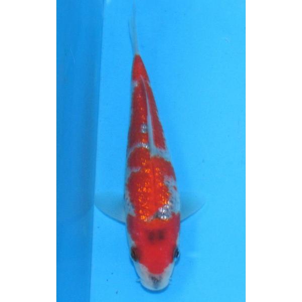 発送は受注後１週間以内でお願いいたします他のカテゴリーの錦鯉とは同梱できません。    送料（1箱）●自動計算は１尾お買い上げの時だけの金額です。●2尾以上お買い上げの送料は下記の通りです。●2尾以上15尾までお買い上げの場合は北海道地区1...