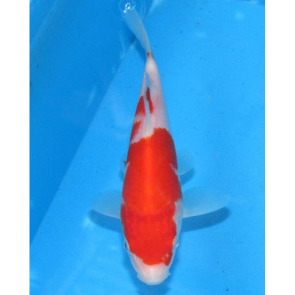 発送は受注後１週間以内でお願いいたします他のカテゴリーの錦鯉とは同梱できません。    送料（1箱）●自動計算は１尾お買い上げの時だけの金額です。●2尾以上お買い上げの送料は下記の通りです。●2尾以上15尾までお買い上げの場合は北海道地区1...