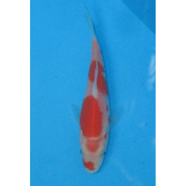 発送は受注後１週間以内でお願いいたします他のカテゴリーの錦鯉とは同梱できません。    送料（1箱）●自動計算は１尾お買い上げの時だけの金額です。●2尾以上お買い上げの送料は下記の通りです。●2尾以上15尾までお買い上げの場合は北海道地区1...