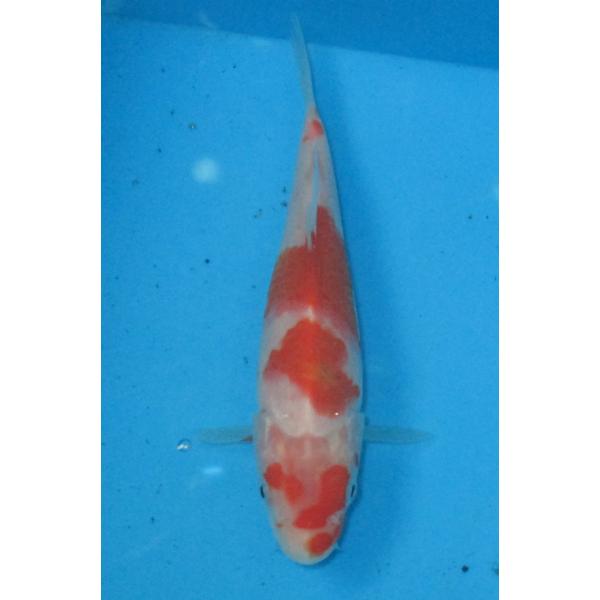 発送は受注後１週間以内でお願いいたします他のカテゴリーの錦鯉とは同梱できません。    送料（1箱）●自動計算は１尾お買い上げの時だけの金額です。●2尾以上お買い上げの送料は下記の通りです。●2尾以上15尾までお買い上げの場合は北海道地区1...