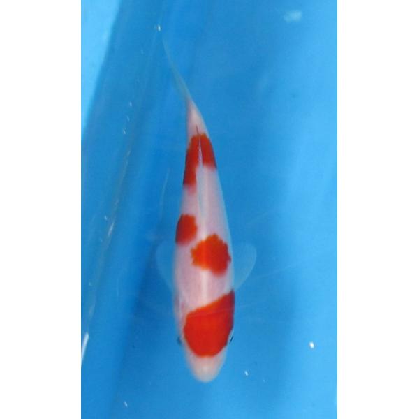 発送は受注後１週間以内でお願いいたします他のカテゴリーの錦鯉とは同梱できません。    送料（1箱）●自動計算は１尾お買い上げの時だけの金額です。●2尾以上お買い上げの送料は下記の通りです。●2尾以上15尾までお買い上げの場合は北海道地区1...