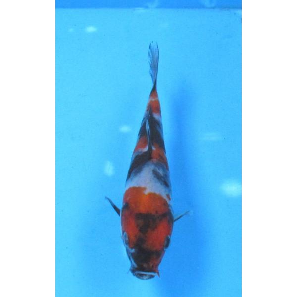 発送は受注後１週間以内でお願いいたします他のカテゴリーの錦鯉とは同梱できません。    送料（1箱）●自動計算は１尾お買い上げの時だけの金額です。●2尾以上お買い上げの送料は下記の通りです。●2尾以上10尾までお買い上げの場合は北海道地区2...