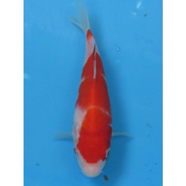 発送は受注後１週間以内でお願いいたします他のカテゴリーの錦鯉とは同梱できません。    送料（1箱）●自動計算は１尾お買い上げの時だけの金額です。●2尾以上お買い上げの送料は下記の通りです。●2尾以上15尾までお買い上げの場合は北海道地区1...