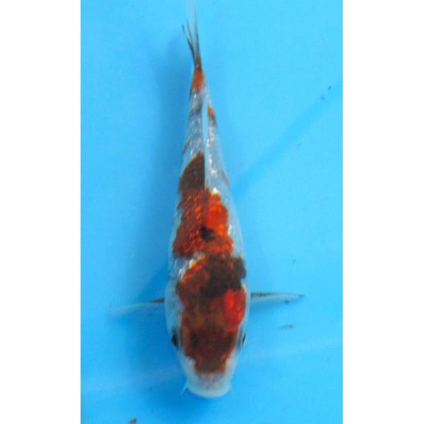 発送は受注後１週間以内でお願いいたします他のカテゴリーの錦鯉とは同梱できません。    送料（1箱）●自動計算は１尾お買い上げの時だけの金額です。●2尾以上お買い上げの送料は下記の通りです。●2尾以上10尾までお買い上げの場合は北海道地区2...