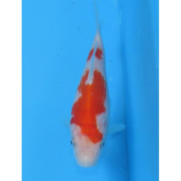 発送は受注後１週間以内でお願いいたします他のカテゴリーの錦鯉とは同梱できません。    送料（1箱）●自動計算は１尾お買い上げの時だけの金額です。●2尾以上お買い上げの送料は下記の通りです。●2尾以上15尾までお買い上げの場合は北海道地区1...