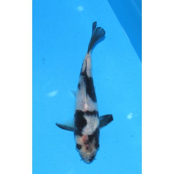 発送は受注後１週間以内でお願いいたします他のカテゴリーの錦鯉とは同梱できません。    送料（1箱）●自動計算は１尾お買い上げの時だけの金額です。●2尾以上お買い上げの送料は下記の通りです。●2尾以上15尾までお買い上げの場合は北海道地区1...