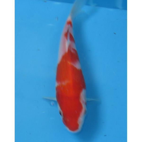 発送は受注後１週間以内でお願いいたします他のカテゴリーの錦鯉とは同梱できません。    送料（1箱）●自動計算は１尾お買い上げの時だけの金額です。●2尾以上お買い上げの送料は下記の通りです。●2尾以上15尾までお買い上げの場合は北海道地区1...