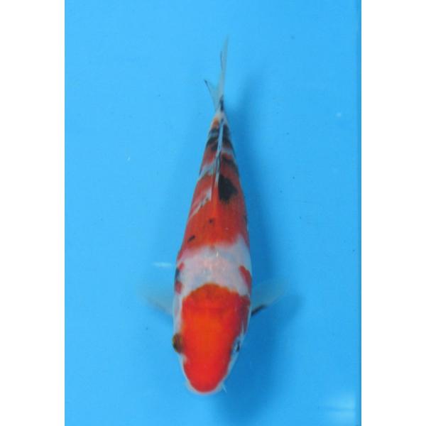 発送は受注後１週間以内でお願いいたします他のカテゴリーの錦鯉とは同梱できません。    送料（1箱）●自動計算は１尾お買い上げの時だけの金額です。●2尾以上お買い上げの送料は下記の通りです。●2尾以上15尾までお買い上げの場合は北海道地区1...