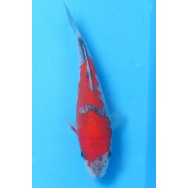 発送は受注後１週間以内でお願いいたします他のカテゴリーの錦鯉とは同梱できません。    送料（1箱）●自動計算は１尾お買い上げの時だけの金額です。●2尾以上お買い上げの送料は下記の通りです。●2尾以上15尾までお買い上げの場合は北海道地区1...